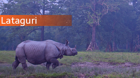 Lataguri - Smile Panda Tours